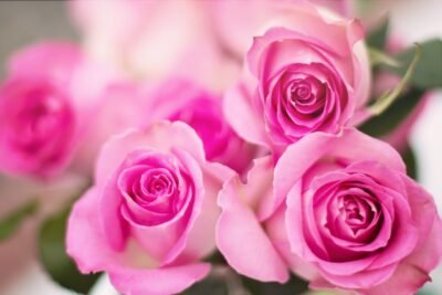História das Rosas - A Rainha Das Flores - Taquari Flores - Conheça